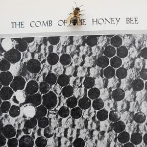 Bees, pollinators and more with Helen Bostock. An interview with the ...