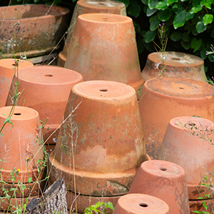 How to plant tulip bulbs in a pot for an amazing spring flower displays