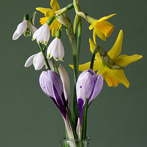Top tips for beautiful spring bulb combinations