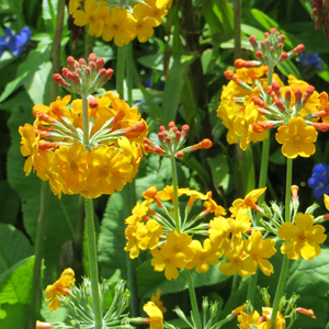 How to plant primulas