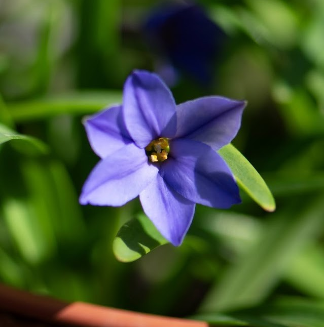 How to Plant Ipheion Bulbs | Spring Starflower Care Guide