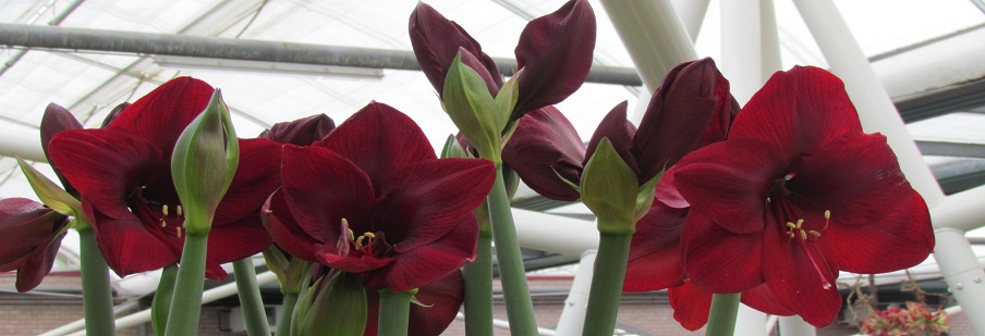 Indoor Bulbs | Indoor Flowering Bulbs | Peter Nyssen