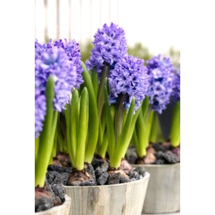 Prepared Hyacinth Delft Blue Bulb | Peter Nyssen | Buy Flower Bulbs and Plants Online