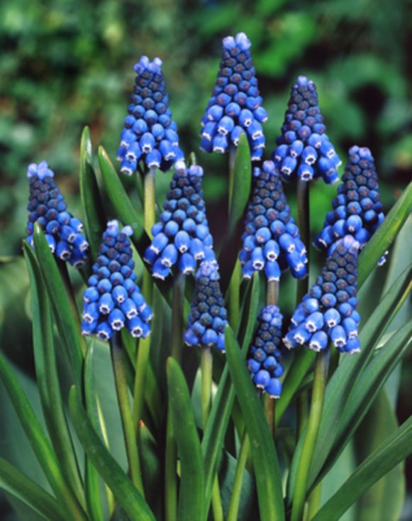 Muscari Aucheri Blue Magic