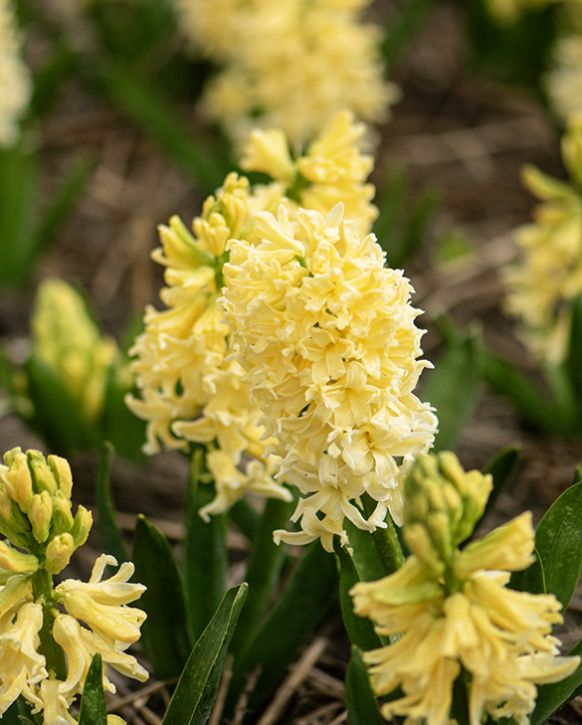 Hyacinth Yellow Queen