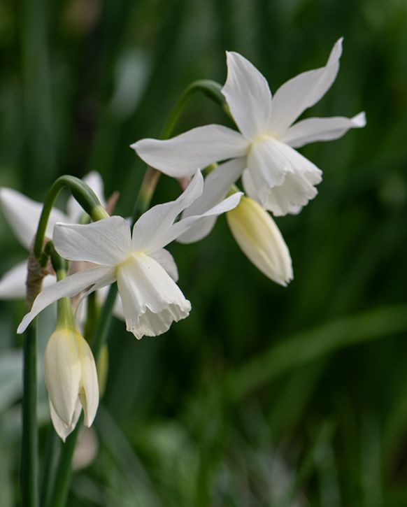 Narcissus Thalia Bulb | Peter Nyssen | Buy Flower Bulbs and Plants Online