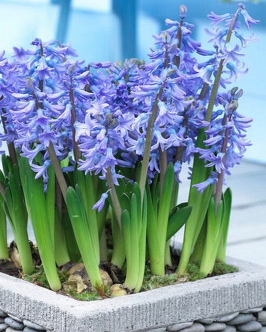 Multiflora Hyacinth Blue Pearl Bulbs | Peter Nyssen | Buy Flower Bulbs ...