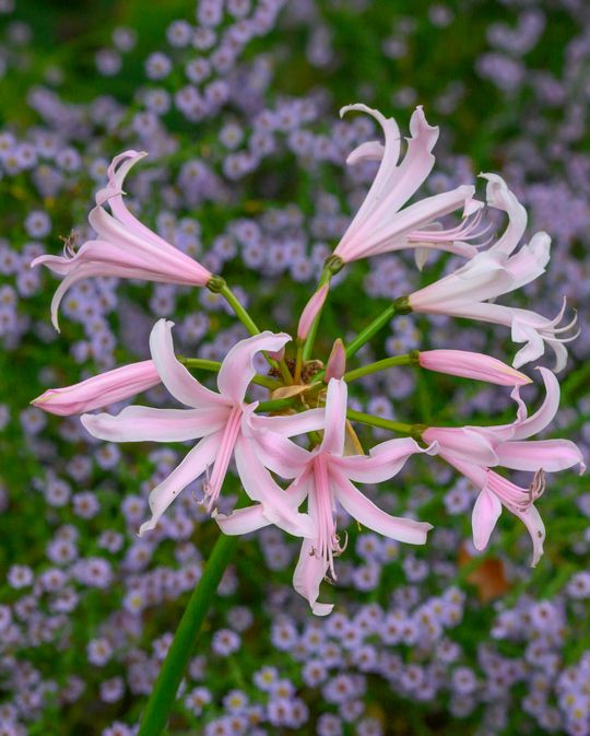 Amarine Emanuelle from Peter Nyssen flower bulbs and plants