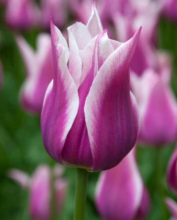 Tulip Ballade