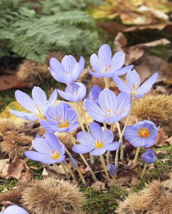 Bulbe de Crocus Pulchellus | Peter Nyssen | Bulbes à Fleurs et Plantes ...