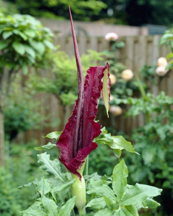 Dracunculus Vulgaris
