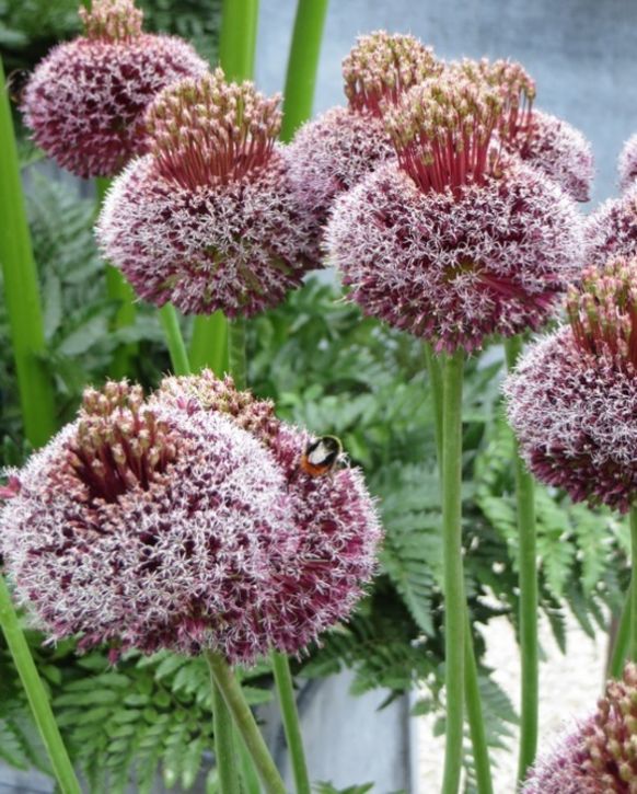 Allium Amethystinum Forelock