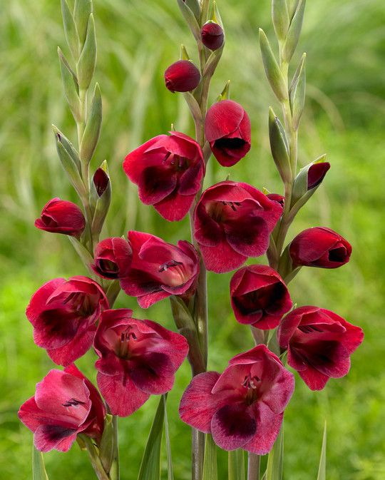 Gladiolus Ruby (Papilio Hybrid) from Peter Nyssen flower bulbs and plants