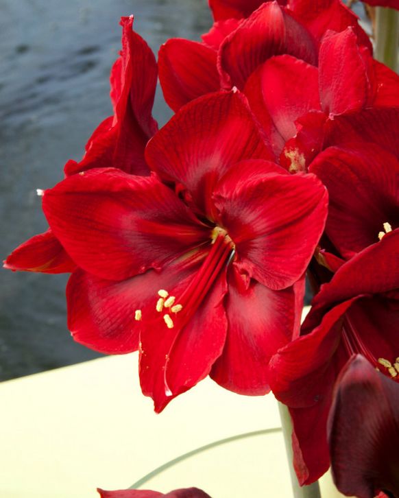 Amaryllis (Hippeastrum) Grand Diva from Peter Nyssen flower bulbs and ...