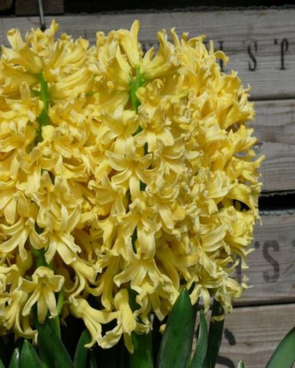 Hyacinth Yellow Queen