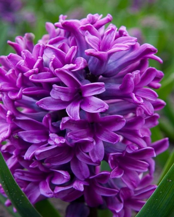Hyacinth Miss Saigon