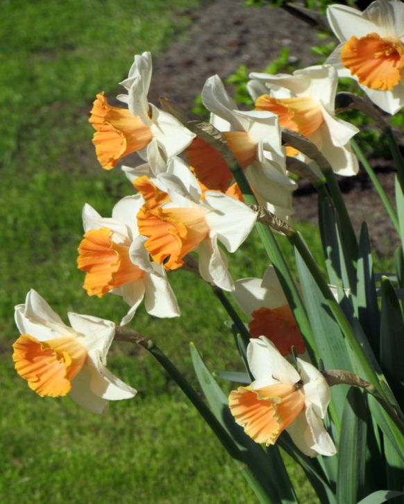 Narcissus Chromacolour from Peter Nyssen flower bulbs and plants