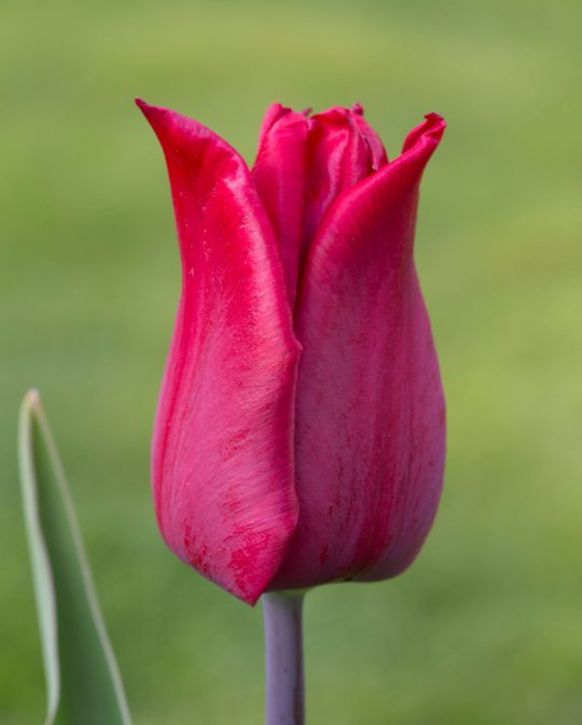 Tulip Lasting Love Bulb | Peter Nyssen | Buy Flower Bulbs and Plants Online