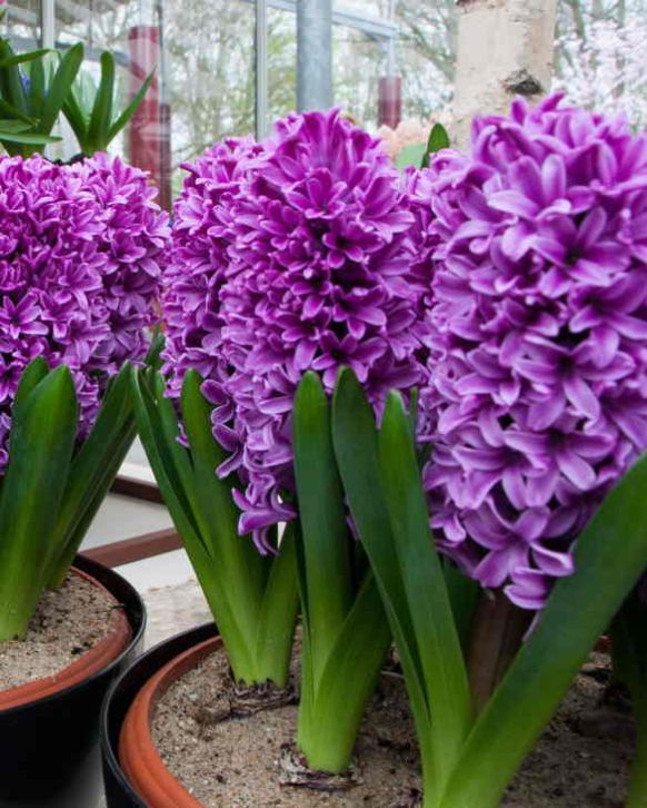 Hyacinth Miss Saigon