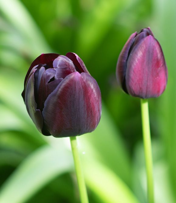 Tulip Queen of Night 10/11 cm Bulb | Peter Nyssen | Buy Flower Bulbs ...