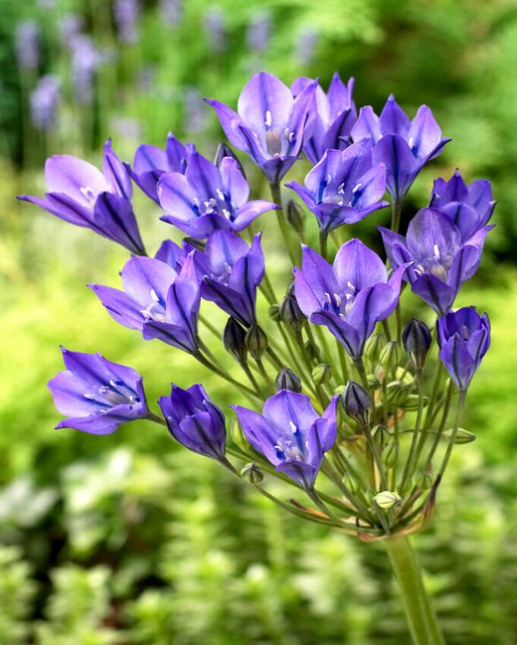 Triteleia Blues (Brodiaea)