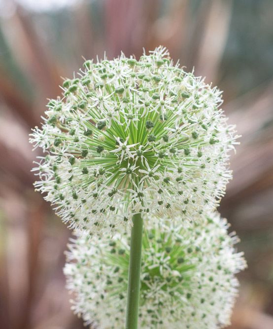 White Allium Flower