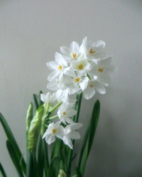 Indoor Flowering Narcissus Paperwhite Ziva (Christmas Flowering) Bulb ...