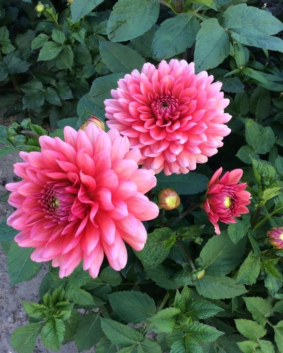 Dahlia Salmon Runner