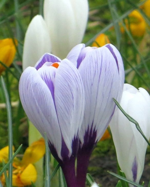 Crocus Pickwick