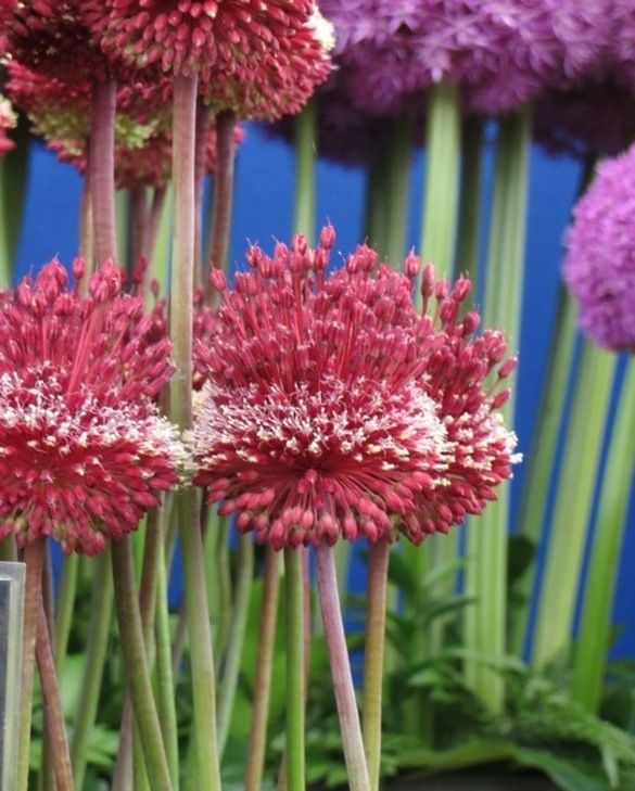 Allium Amethystinum Red Mohican Bulb | Peter Nyssen | Buy Flower Bulbs ...