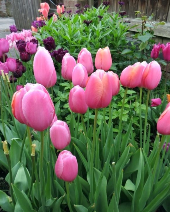 Tulip Menton Bulb | Peter Nyssen | Buy Flower Bulbs and Plants Online