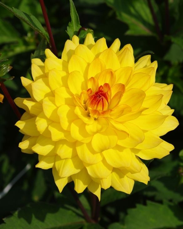 Dahlia Karma Gold