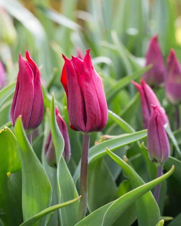 Tulip Lasting Love Bulb | Peter Nyssen | Buy Flower Bulbs and Plants Online