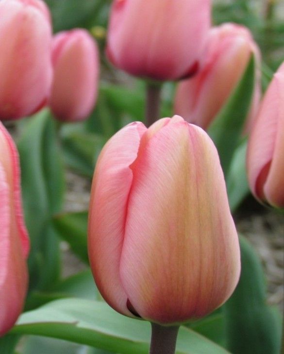 Tulip Pink Impression