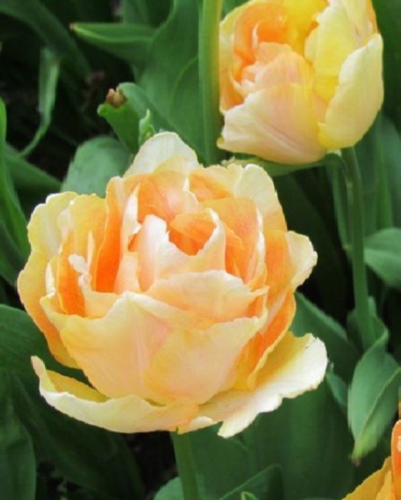 Tulip Charming Lady
