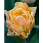 Tulip Charming Lady | Peter Nyssen | Buy Flower Bulbs and Plants Online