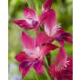 Gladiolus Vulcano Bulbs | Peter Nyssen | Buy Flower Bulbs and Plants Online