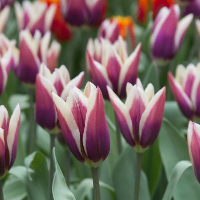 Bloembollen en Planten online