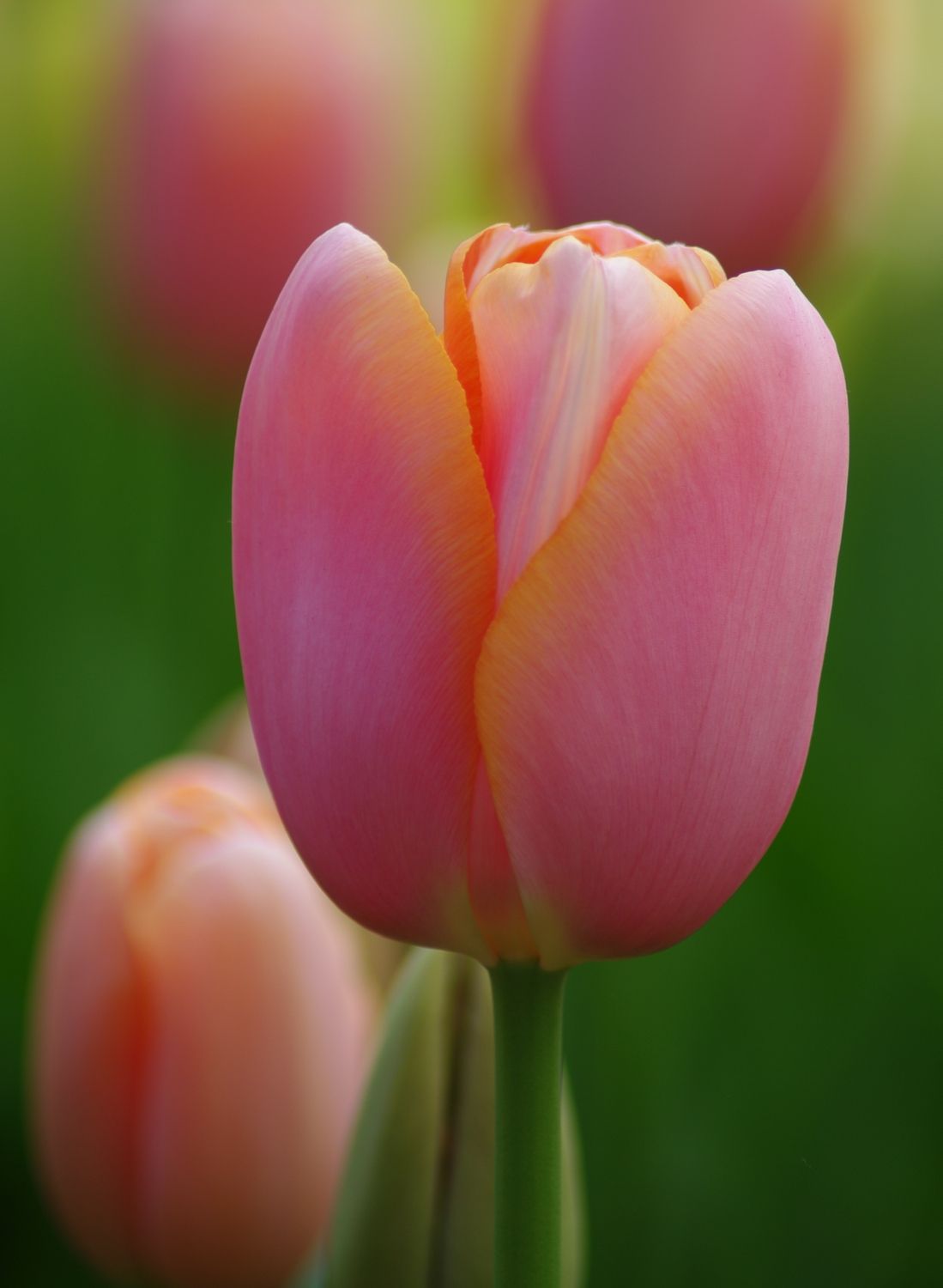 Tulip Menton