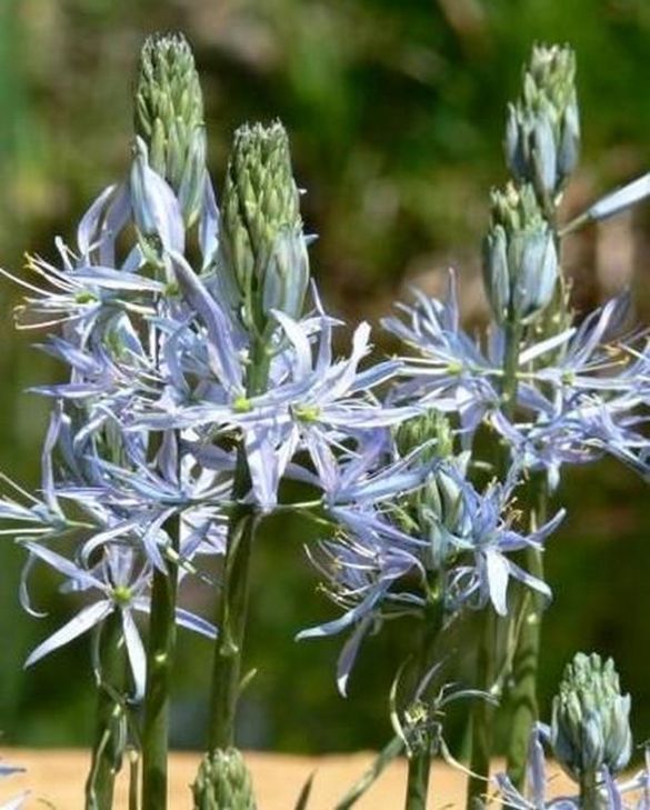 Camassia Blue Heaven Bulb | Peter Nyssen | Buy Flower Bulbs and Plants ...