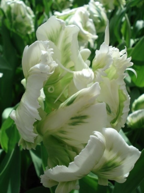 Tulip Super Parrot ® Bulb | Peter Nyssen | Buy Flower Bulbs and Plants Online