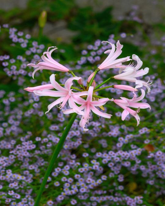 Amarine Emanuelle from Peter Nyssen flower bulbs and plants