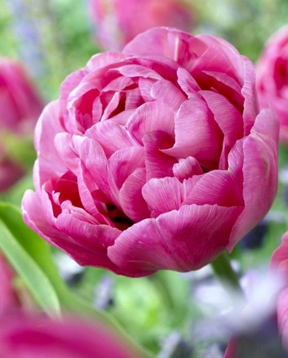 Tulip Amazing Grace