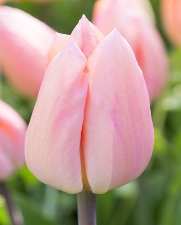 Tulip Apricot Beauty