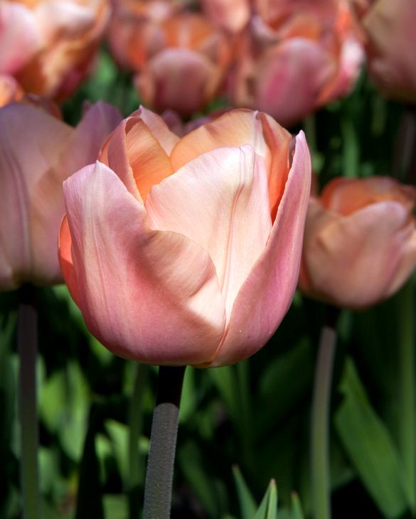 Tulip Apricot Beauty