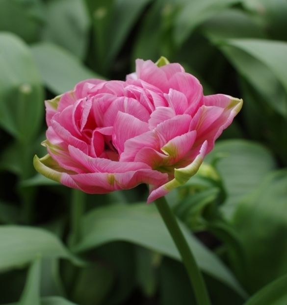 Tulip Aveyron bulbs for sale