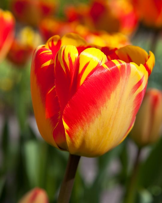 Tulip Banja Luka Bulb | Peter Nyssen | Buy Flower Bulbs and Plants Online