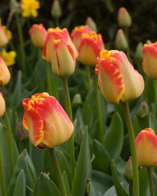 Tulip Banja Luka Bulb | Peter Nyssen | Buy Flower Bulbs and Plants Online
