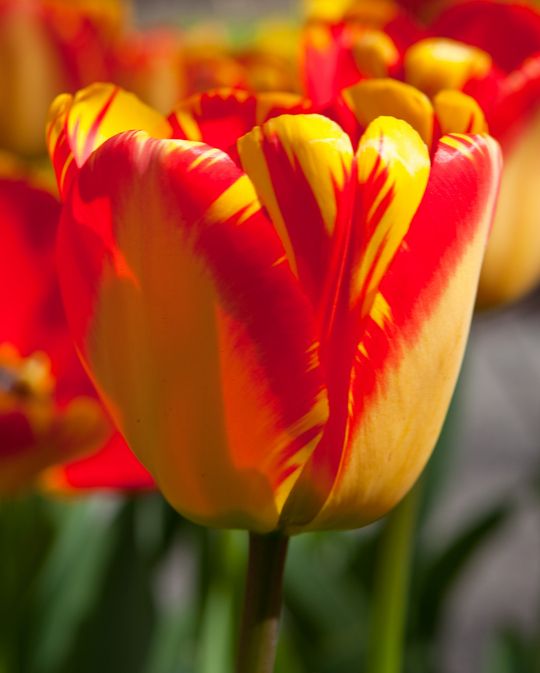 Tulip Banja Luka Bulb | Peter Nyssen | Buy Flower Bulbs and Plants Online