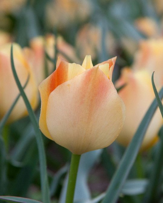 Tulip Batalini Bright Gem